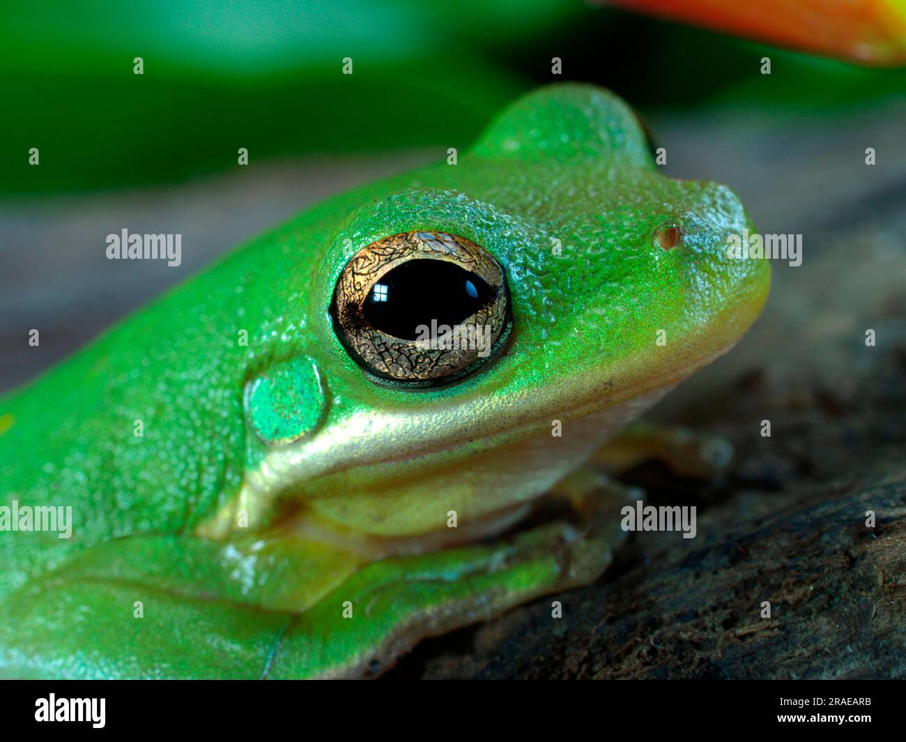 American green tree frog (Hyla cinerea Stock Photo - Alamy