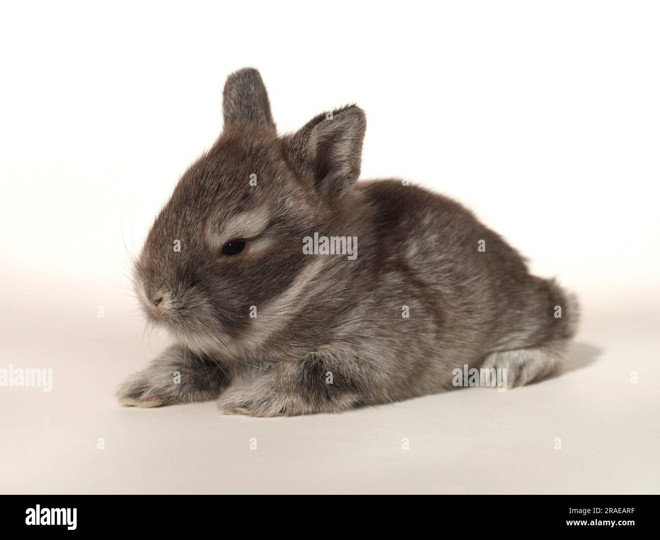 Domestic Rabbit, Young Animal, Dwarf Rabbit Stock Photo - Alamy