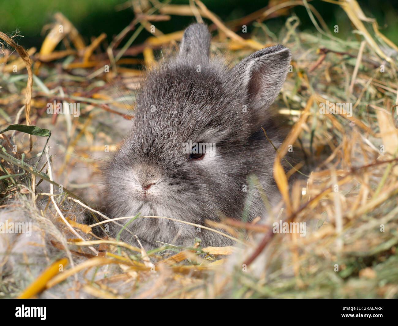 Domestic rabbit, young in nest, dwarf rabbit Stock Photo - Alamy