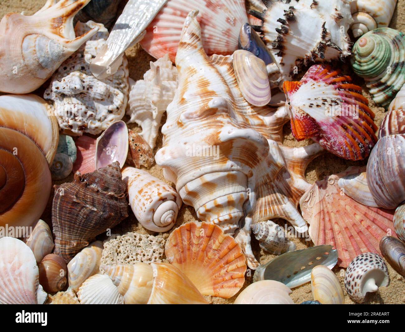 Mussel shells and snail shells Stock Photo - Alamy