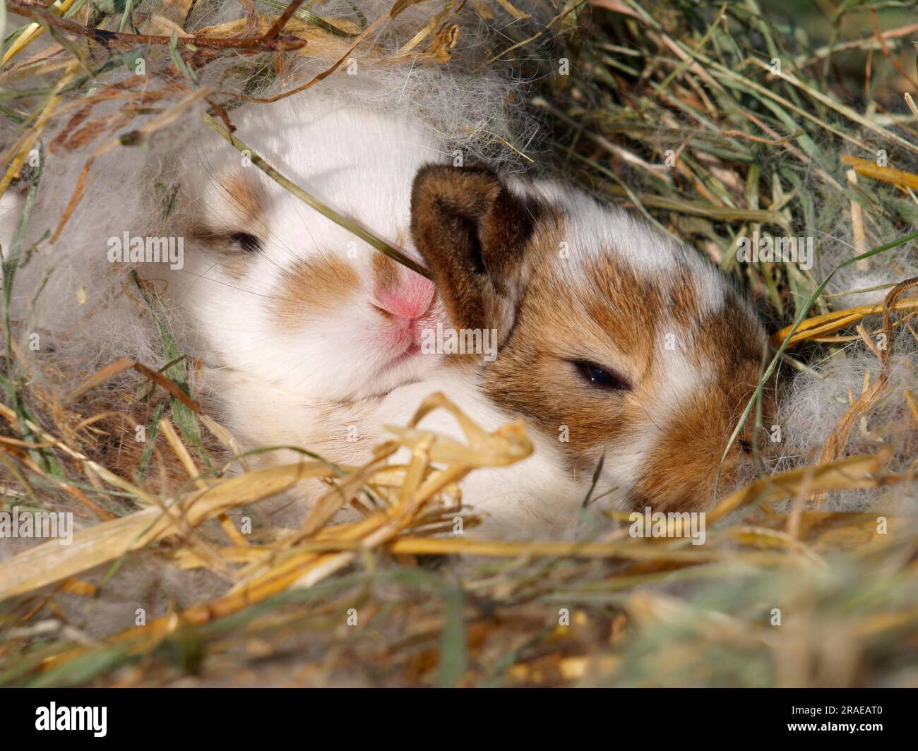 Domestic rabbits, young in nest, dwarf rabbits Stock Photo - Alamy