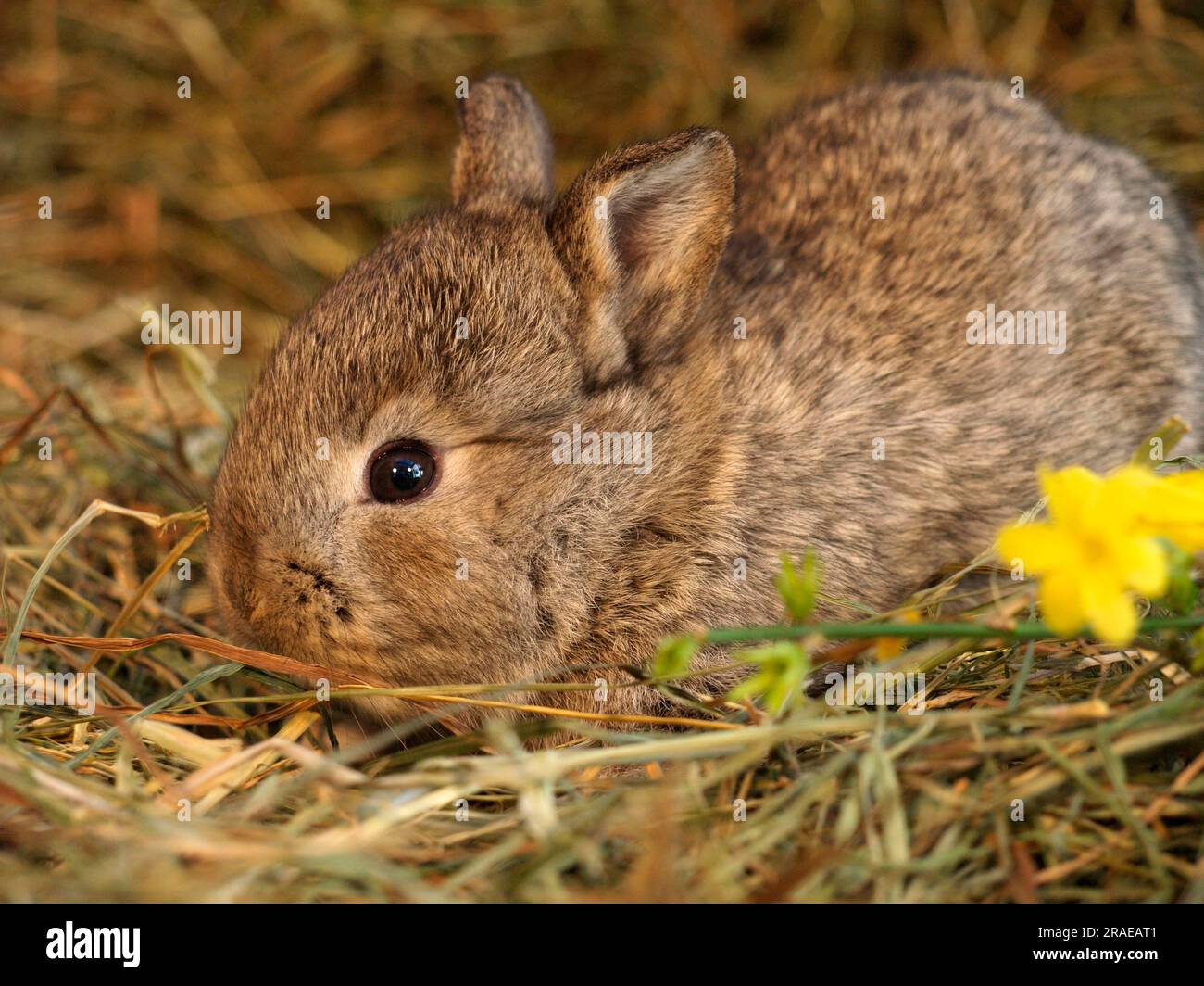 Domestic Rabbit, Young Animal, Dwarf Rabbit Stock Photo - Alamy
