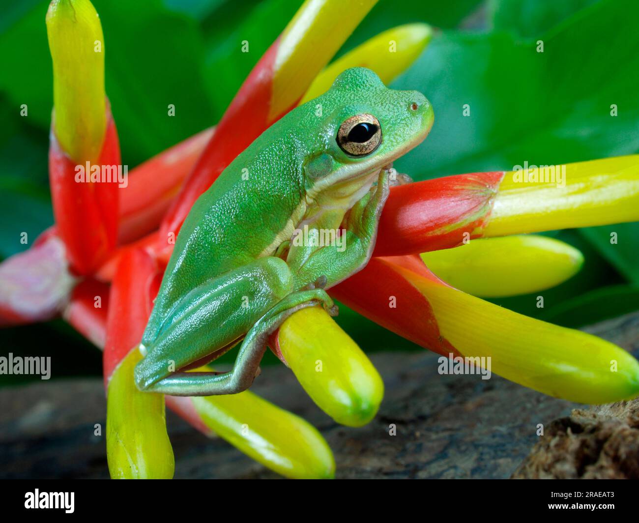 American green tree frog (Hyla cinerea Stock Photo - Alamy
