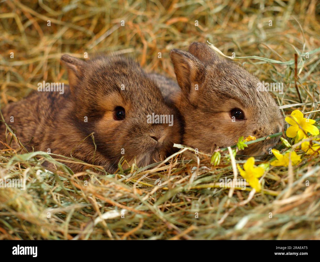 Domestic rabbits, kittens, dwarf rabbits Stock Photo - Alamy