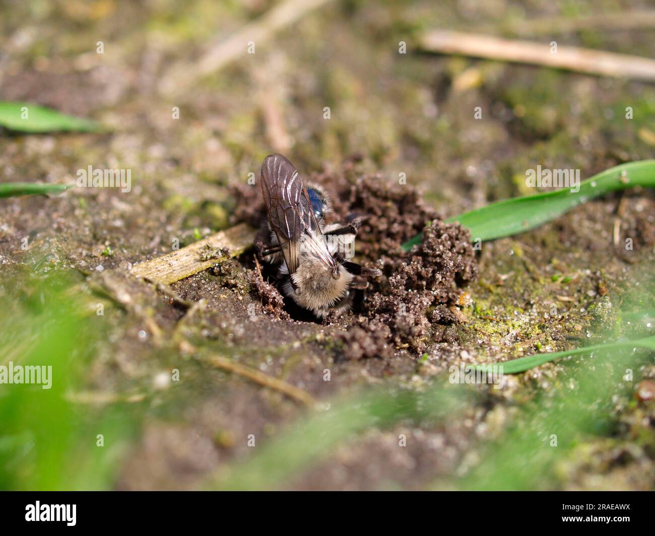 Digger bee hi-res stock photography and images - Alamy