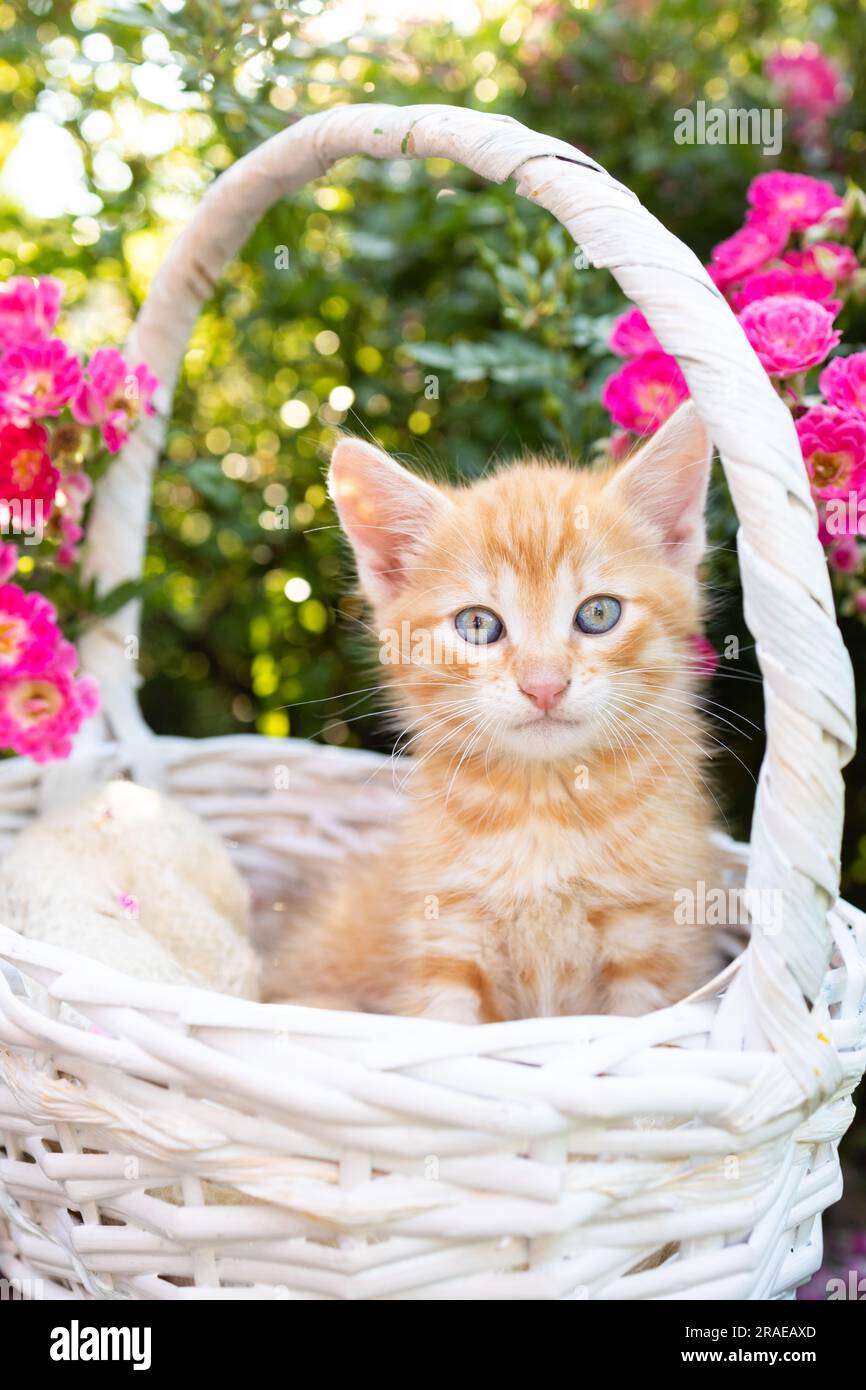cute red kitten with big blue eyes sits in a wicker basket among pink ...