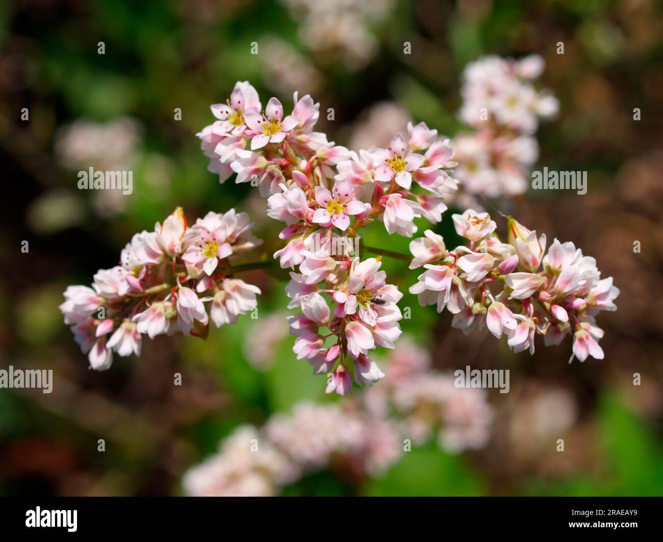 Common buckwheat (Fagopyrum esculentum Stock Photo - Alamy