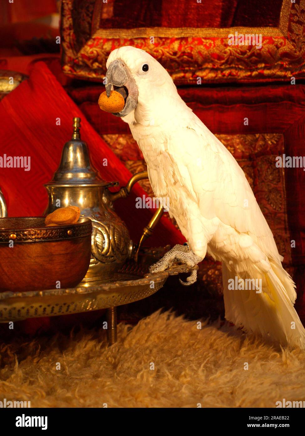 White Cockatoo (Cacatua alba) with nut, White-crested Cockatoo, Almond ...