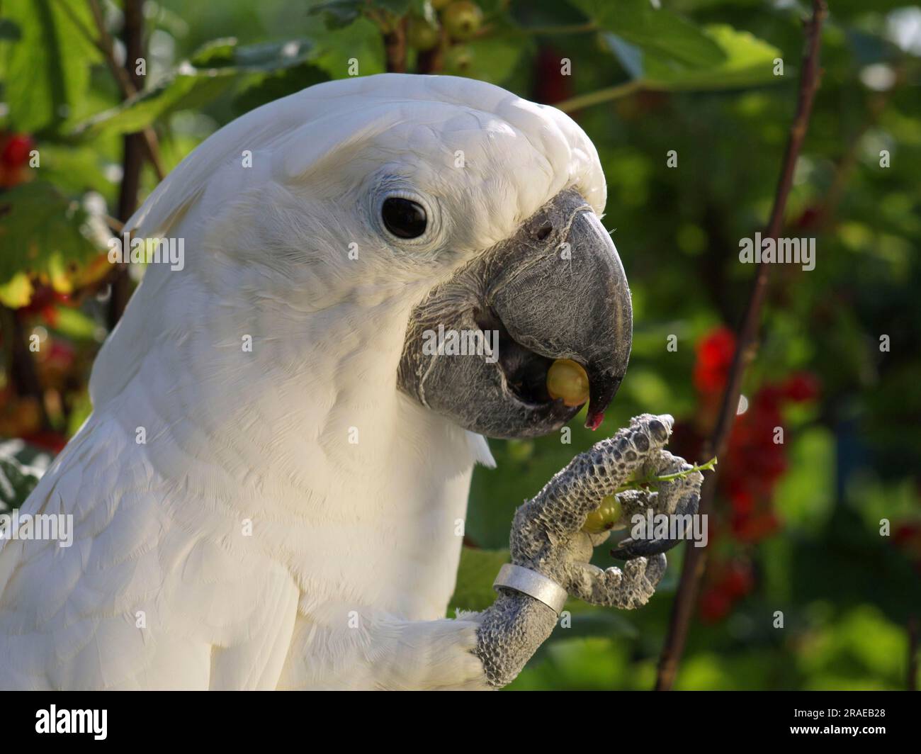 White Cockatoo (Cacatua alba), White-crested Cockatoo Stock Photo - Alamy