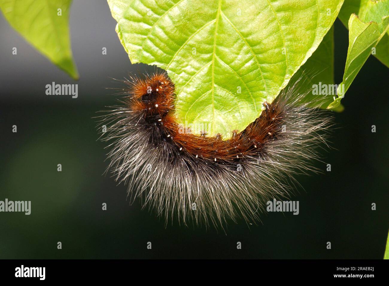 Garden tiger moth (Arctia caja), caterpillar Stock Photo - Alamy