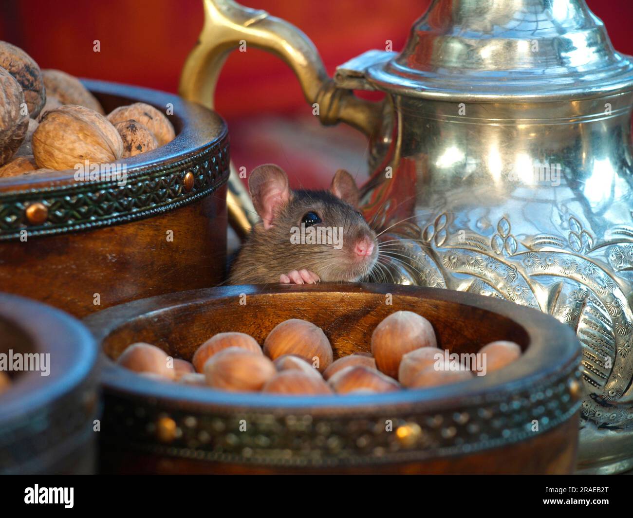 Colour rat with shells with nuts Stock Photo - Alamy