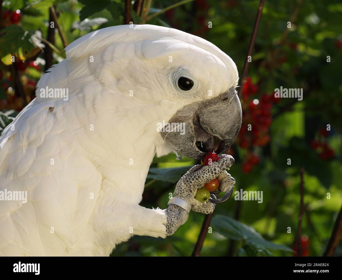 White Cockatoo (Cacatua alba), White-crested Cockatoo Stock Photo - Alamy