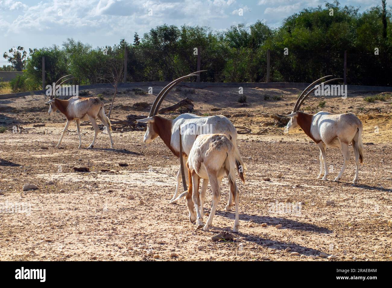 Natural habitat adaptations hi-res stock photography and images - Alamy