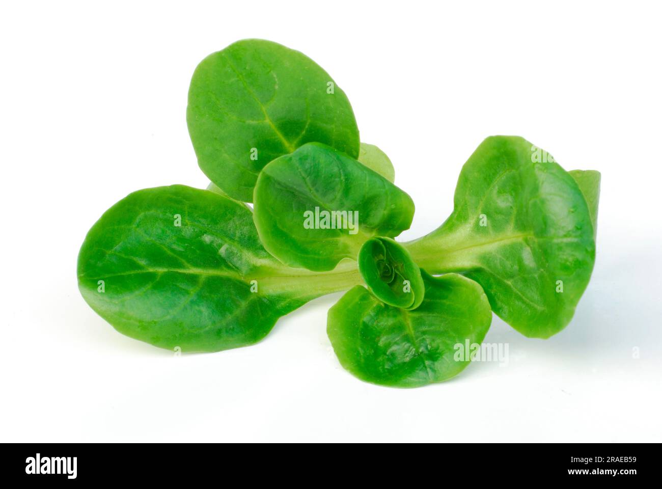 Corn salad (Valerianella locusta) lamb's lettuce Stock Photo - Alamy