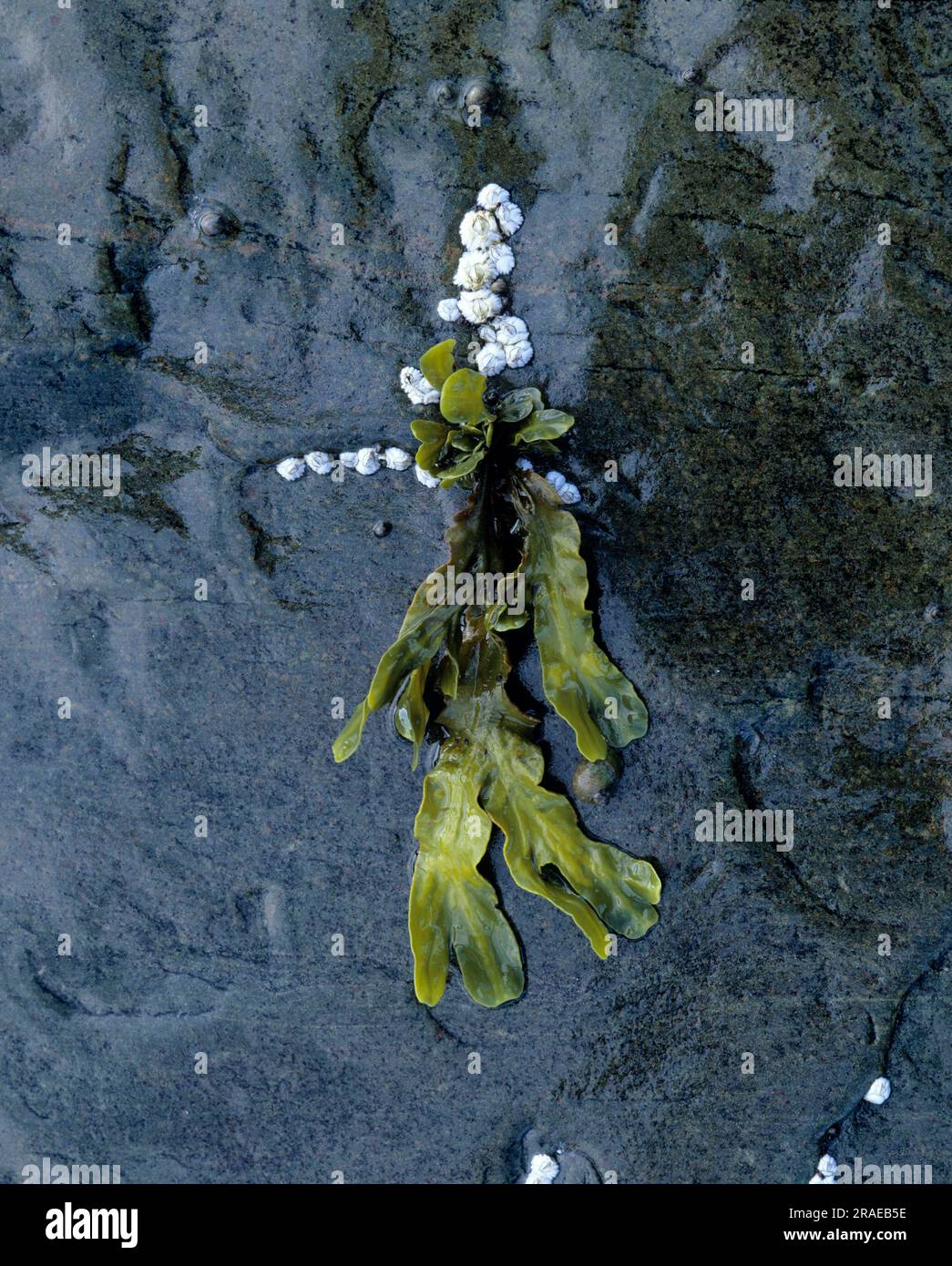 Seaweed and barnacles (Balanus balanoides) on rocks, Varanger Peninsula ...