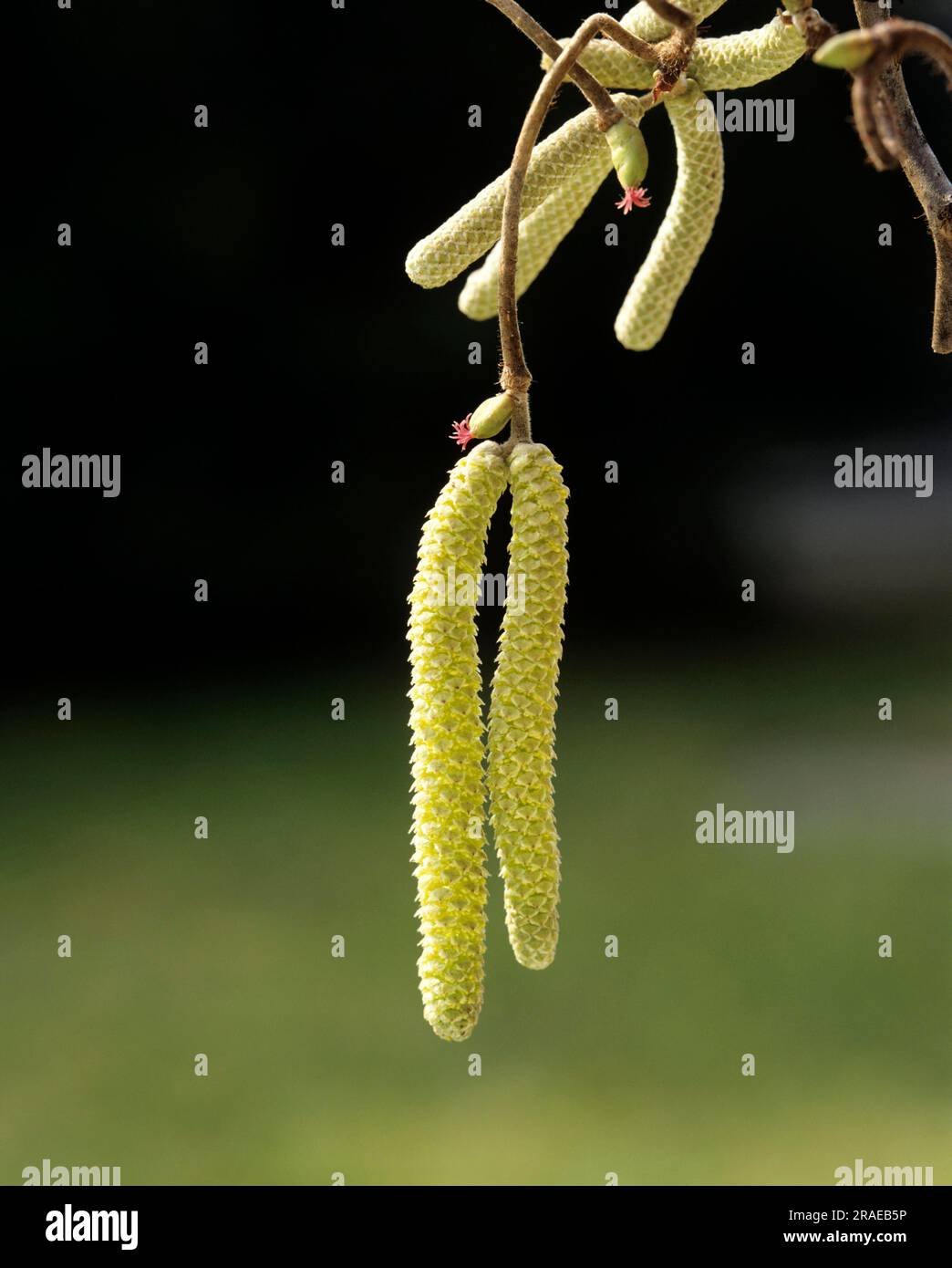 Hazelnut (Corylus avellana) male inflorescences, hazel catkins Stock ...