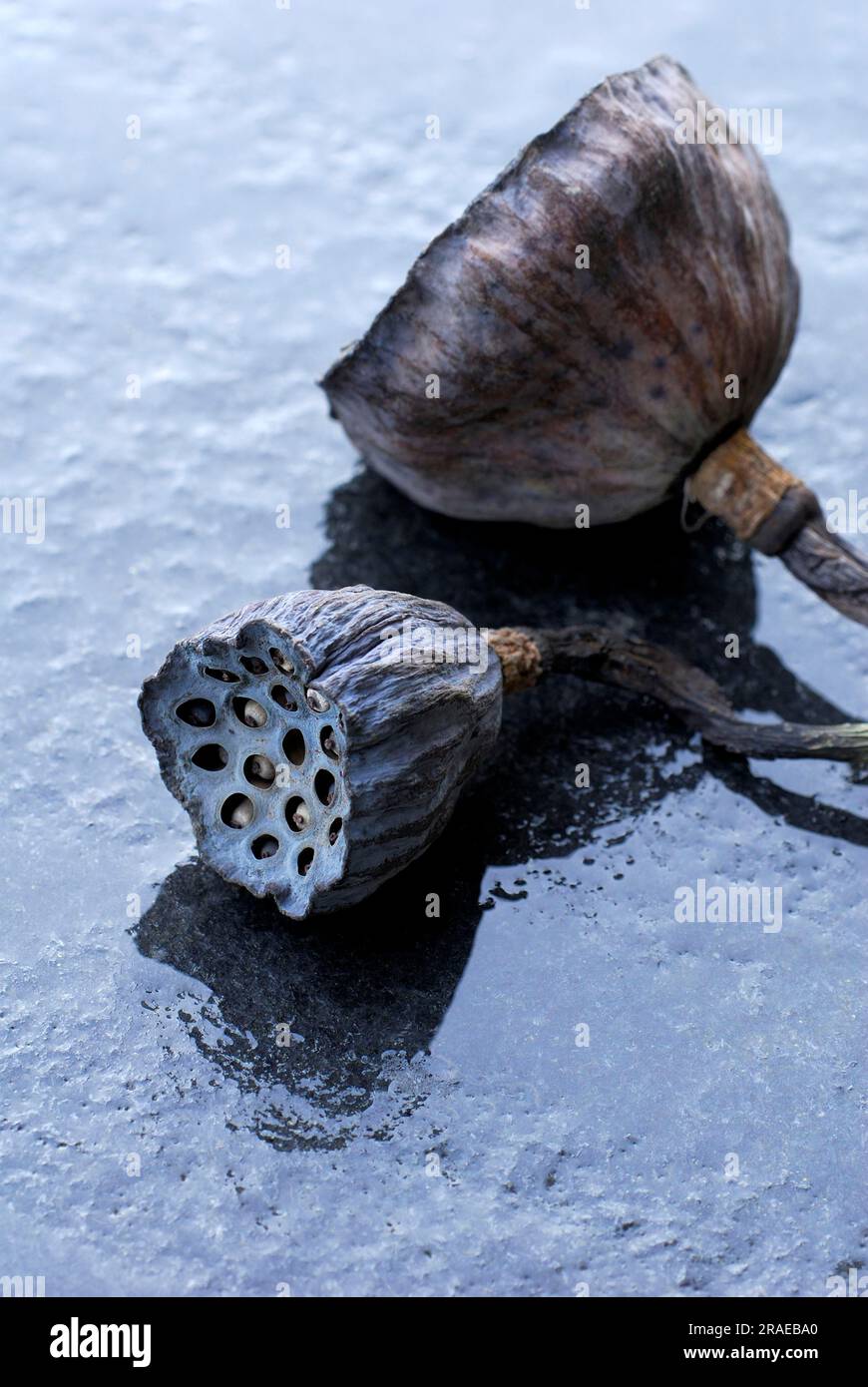 Indian Lotus (Nelumbo nucifera) dried fruit, Indian lotus flower, lotus ...