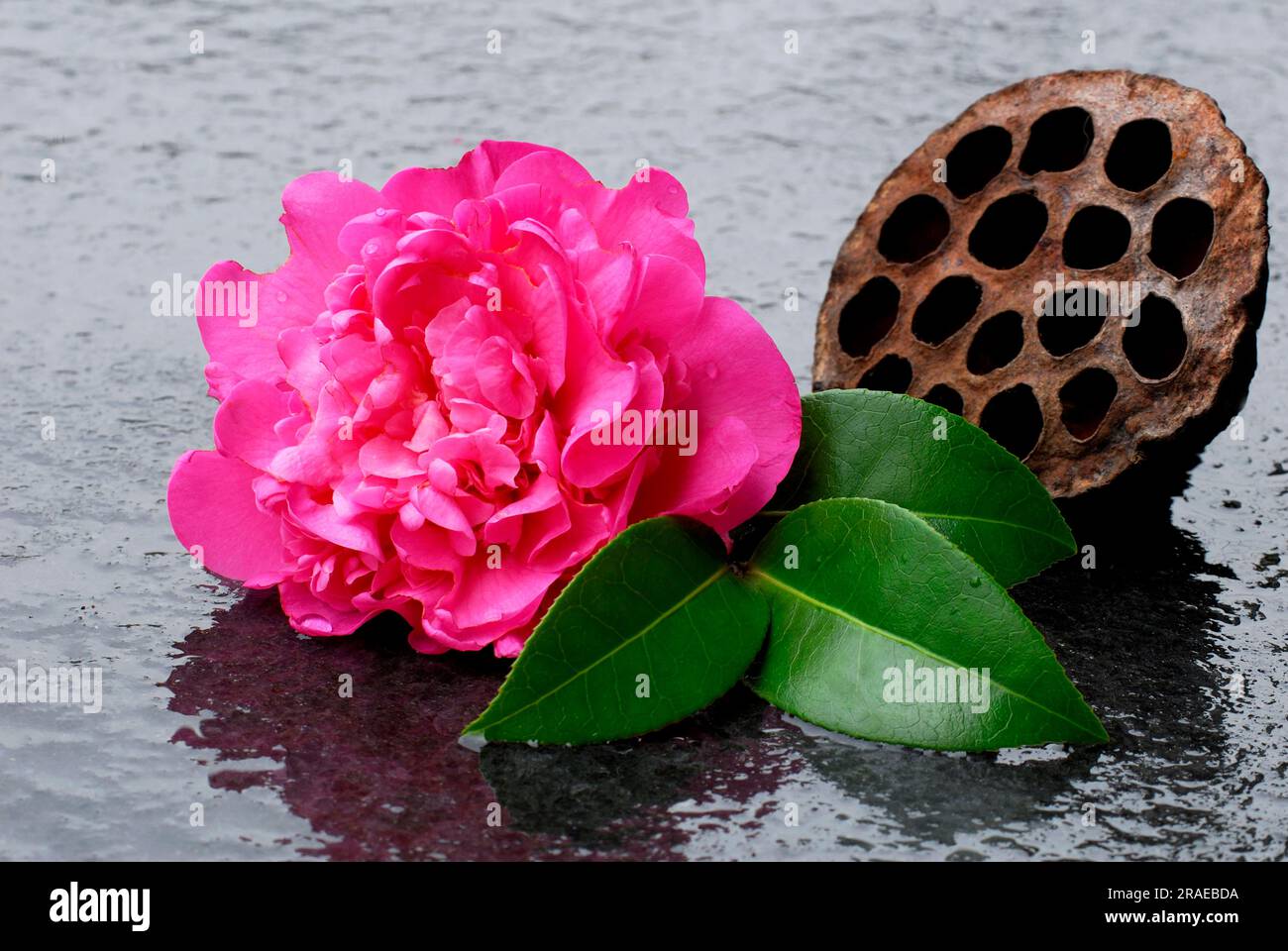 Botany theaceae camellia japonica hi-res stock photography and images ...