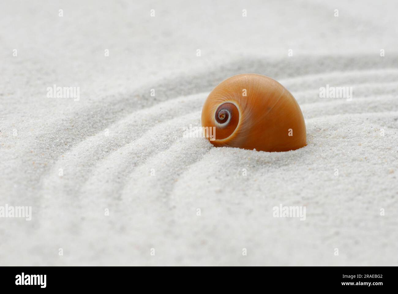 Snail shell in sand Stock Photo - Alamy