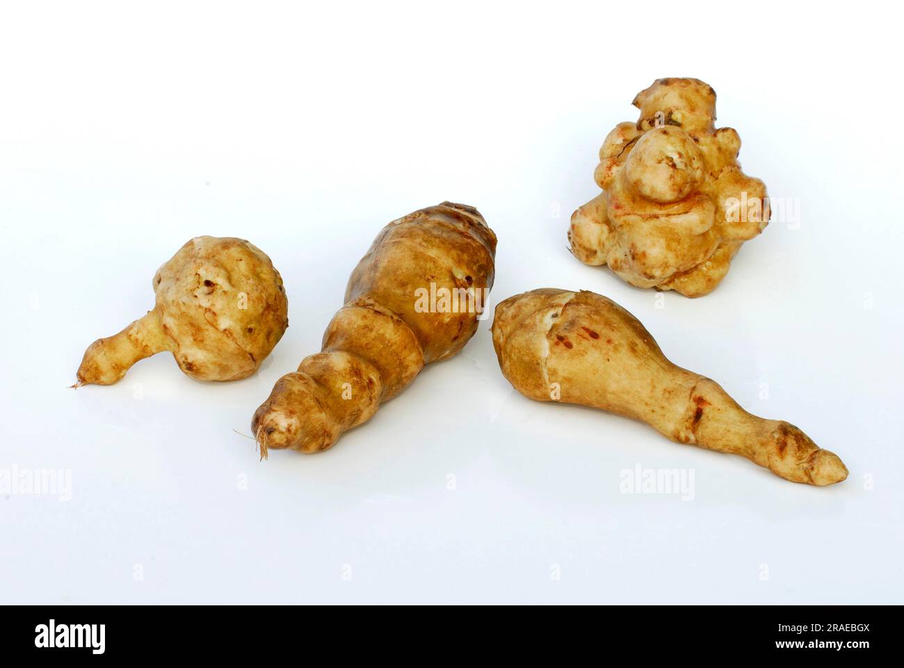 Jerusalem artichoke (Helianthus tuberosus) roots, roots, pear ...