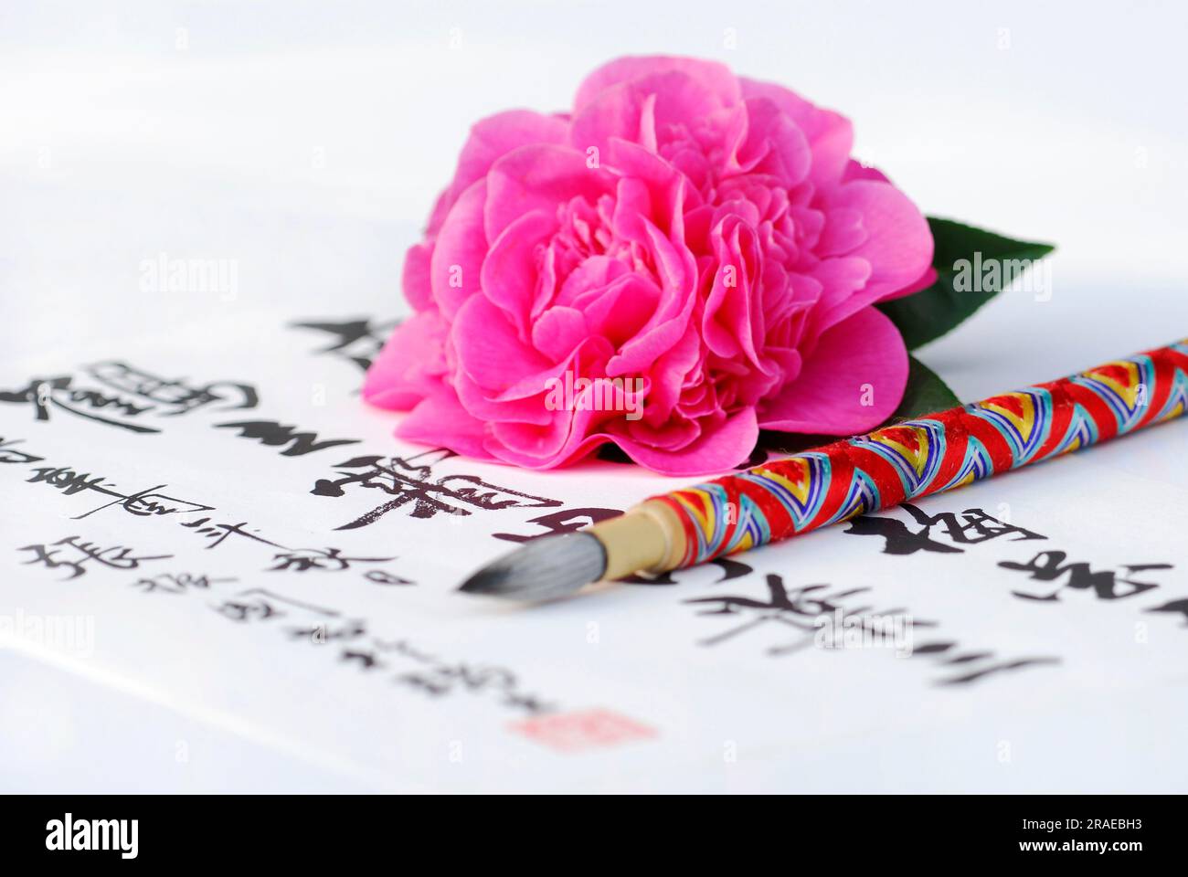 Camellia 'Debbie', Japanese (Camellia japonica) calligraphy and brush ...