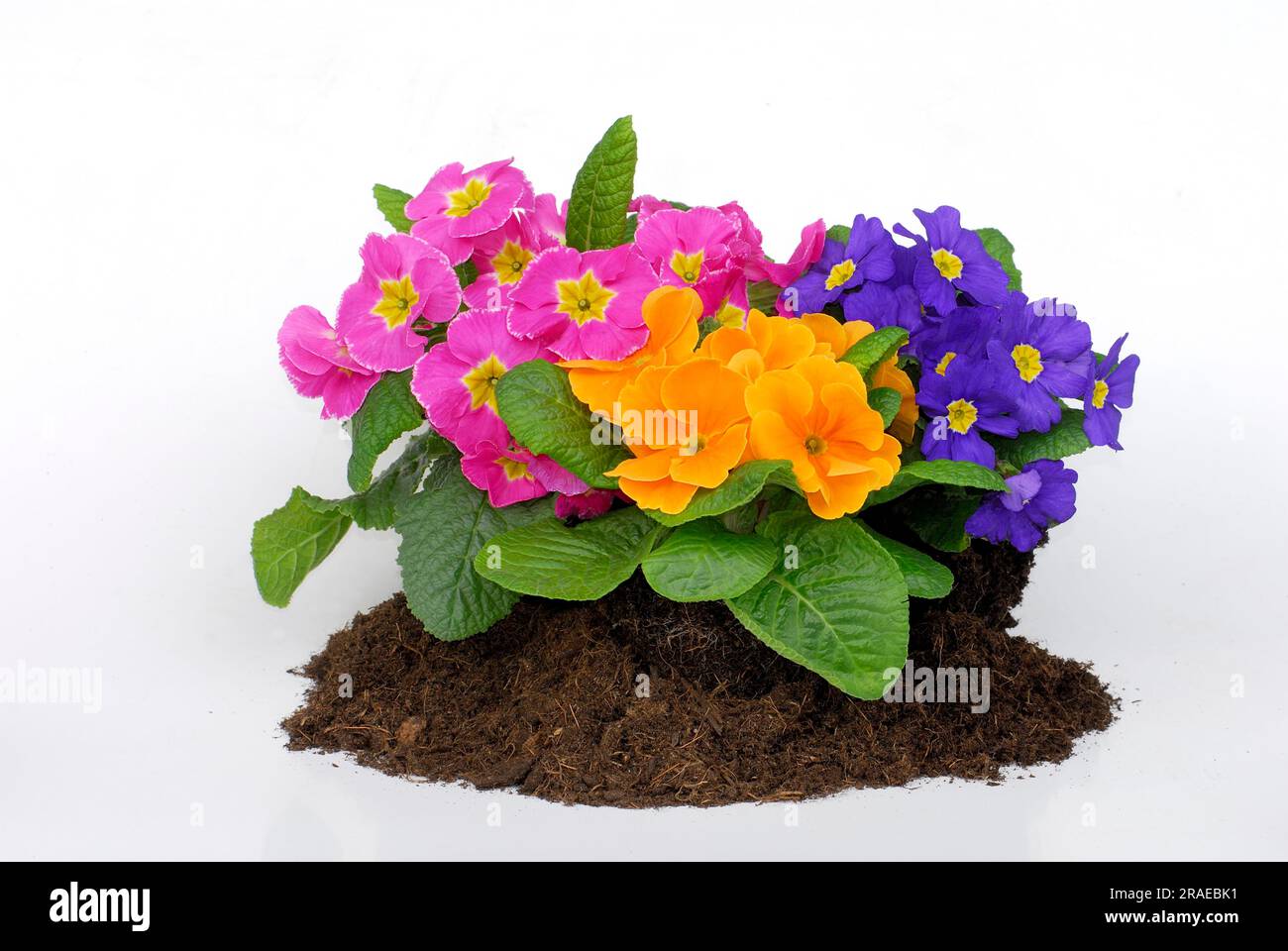 Primrose cutout hi-res stock photography and images - Alamy