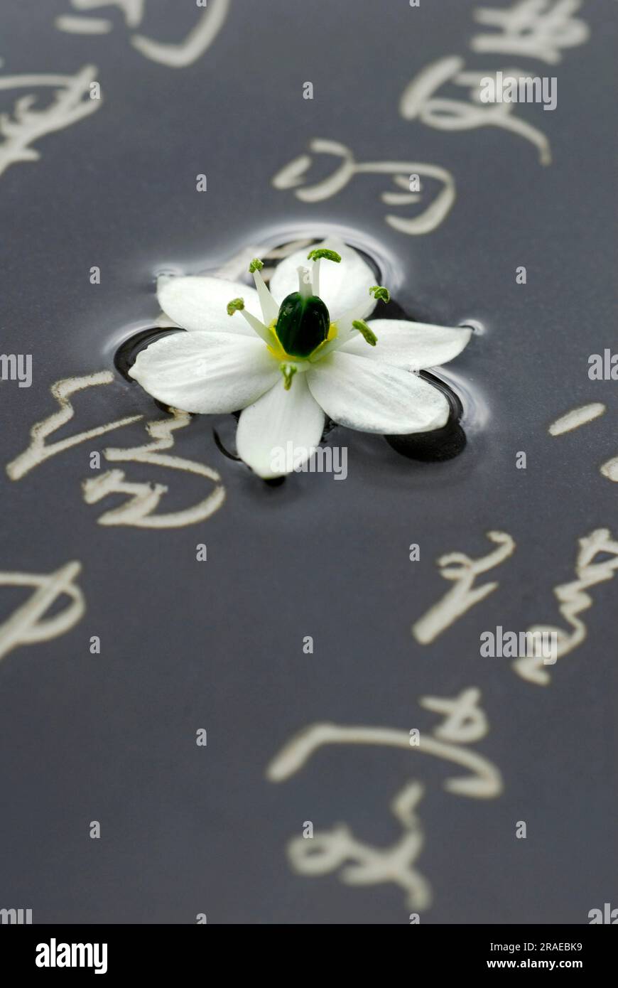 Arab's eye (Ornithogalum arabicum), Flower and Japanese characters ...