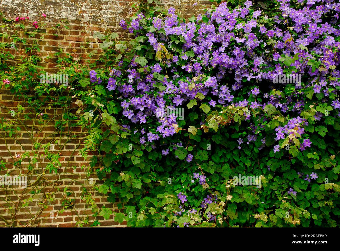 Clematis climbing wall flower hi-res stock photography and images - Alamy