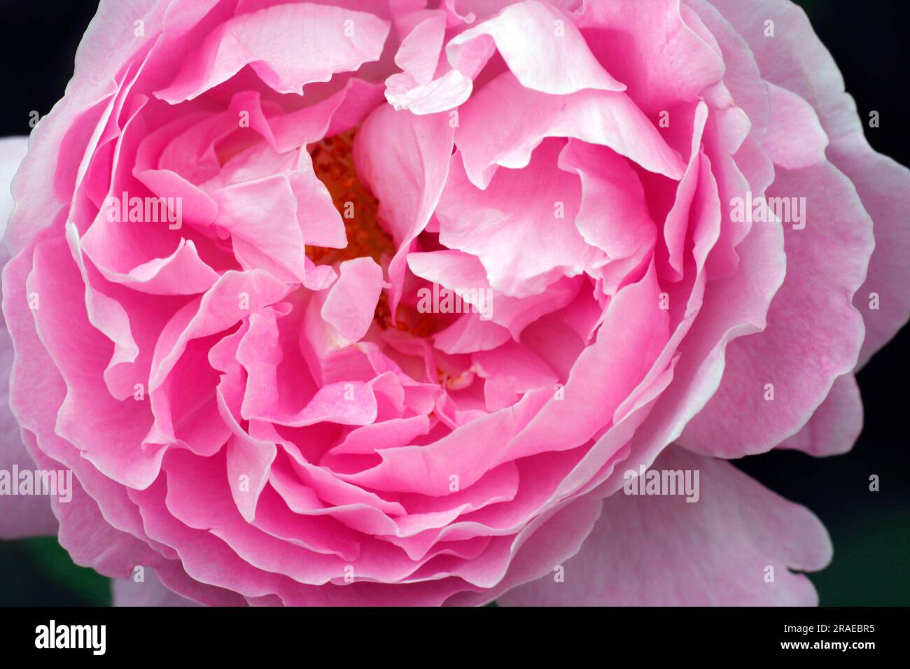 Rose mary rose hi-res stock photography and images - Alamy