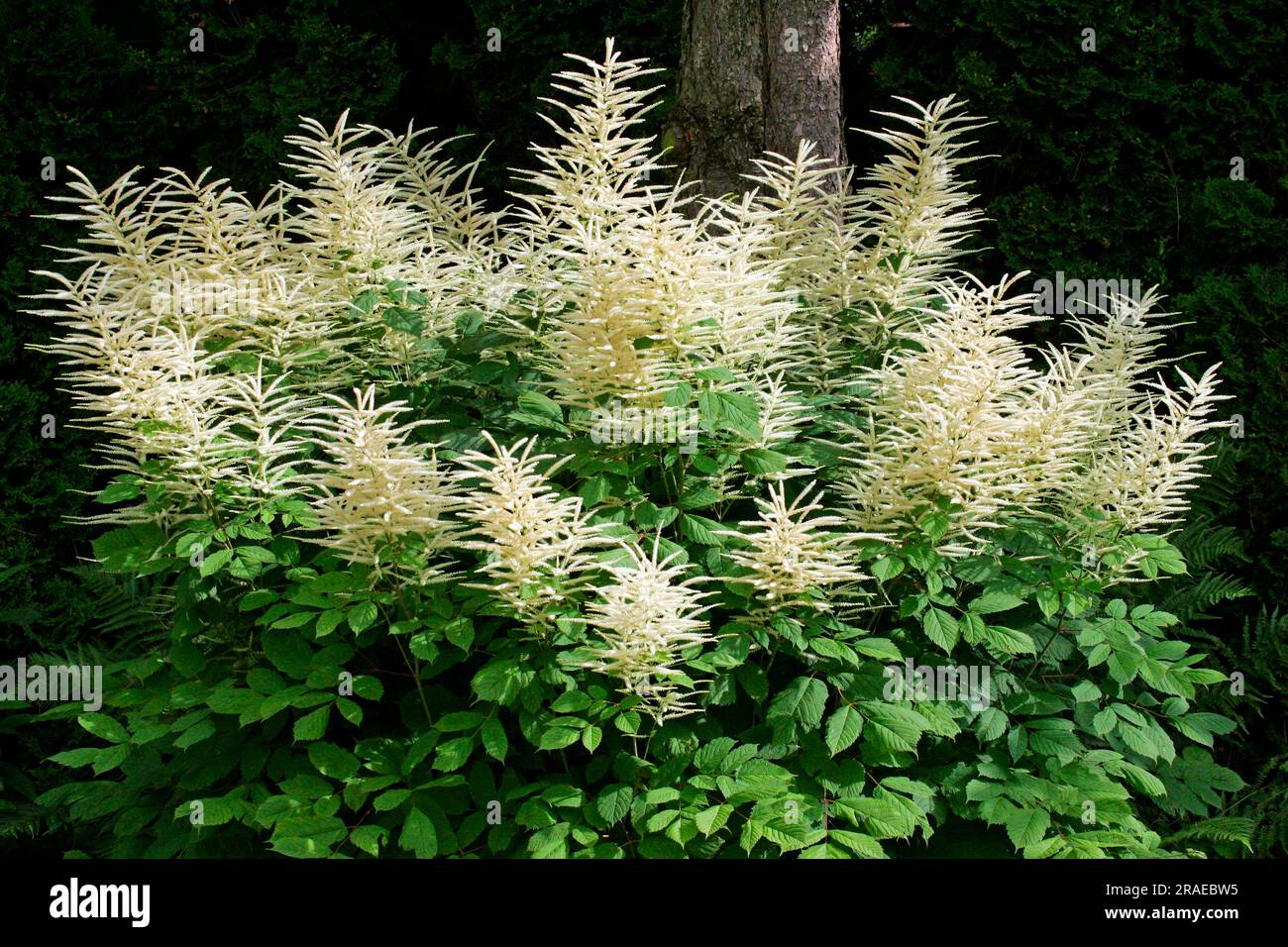 Goat's beard (Aruncus dioicus Stock Photo - Alamy