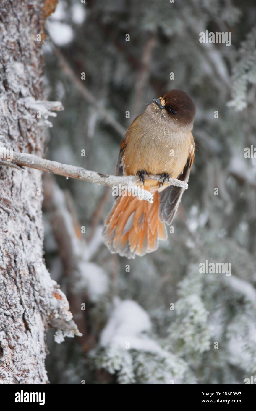 Siberian jay (Perisoreus infaustus), Finland Stock Photo - Alamy