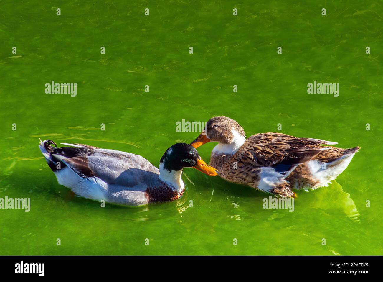 wo Grass Ducks: Aquatic Birds in the Water Stock Photo - Alamy