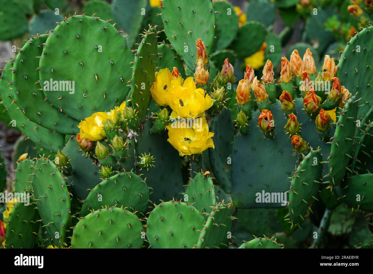 Green cactuses plants with beautiful yellow flowers. bees searching for ...