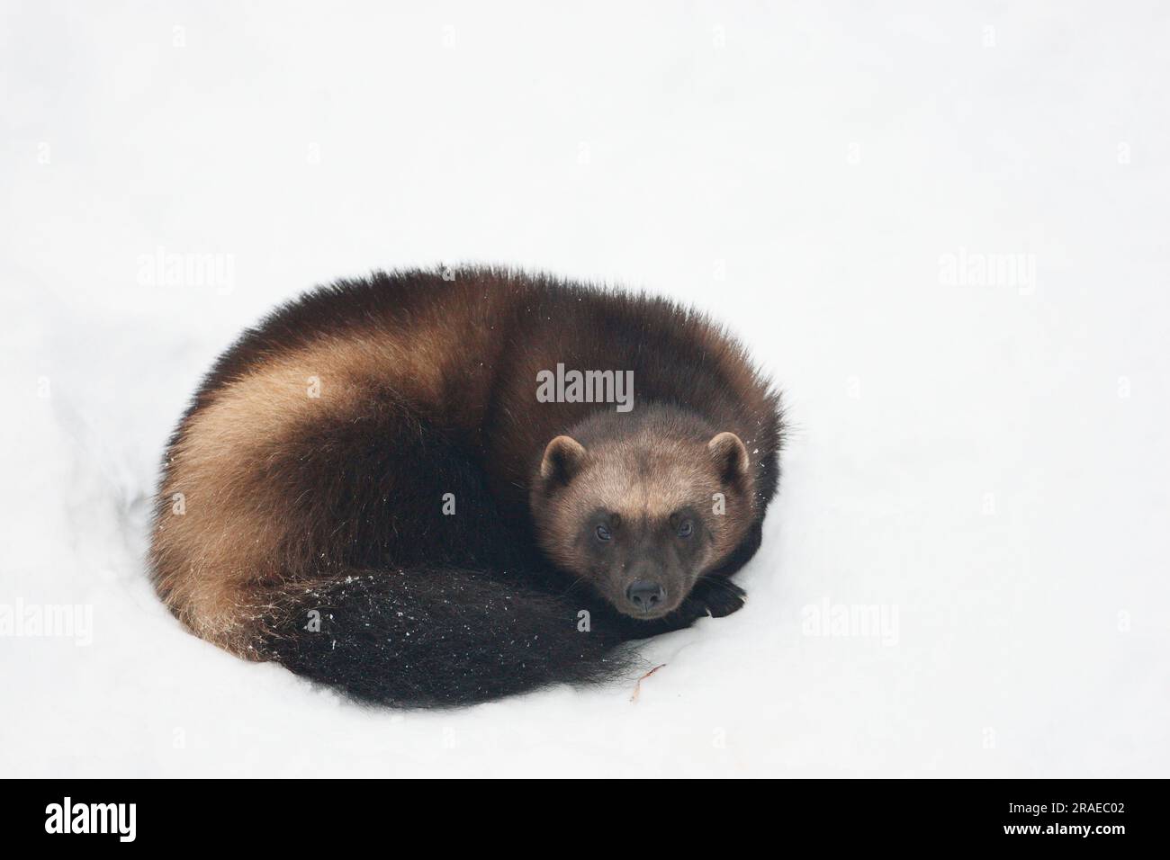 Wolverine winter hi-res stock photography and images - Alamy