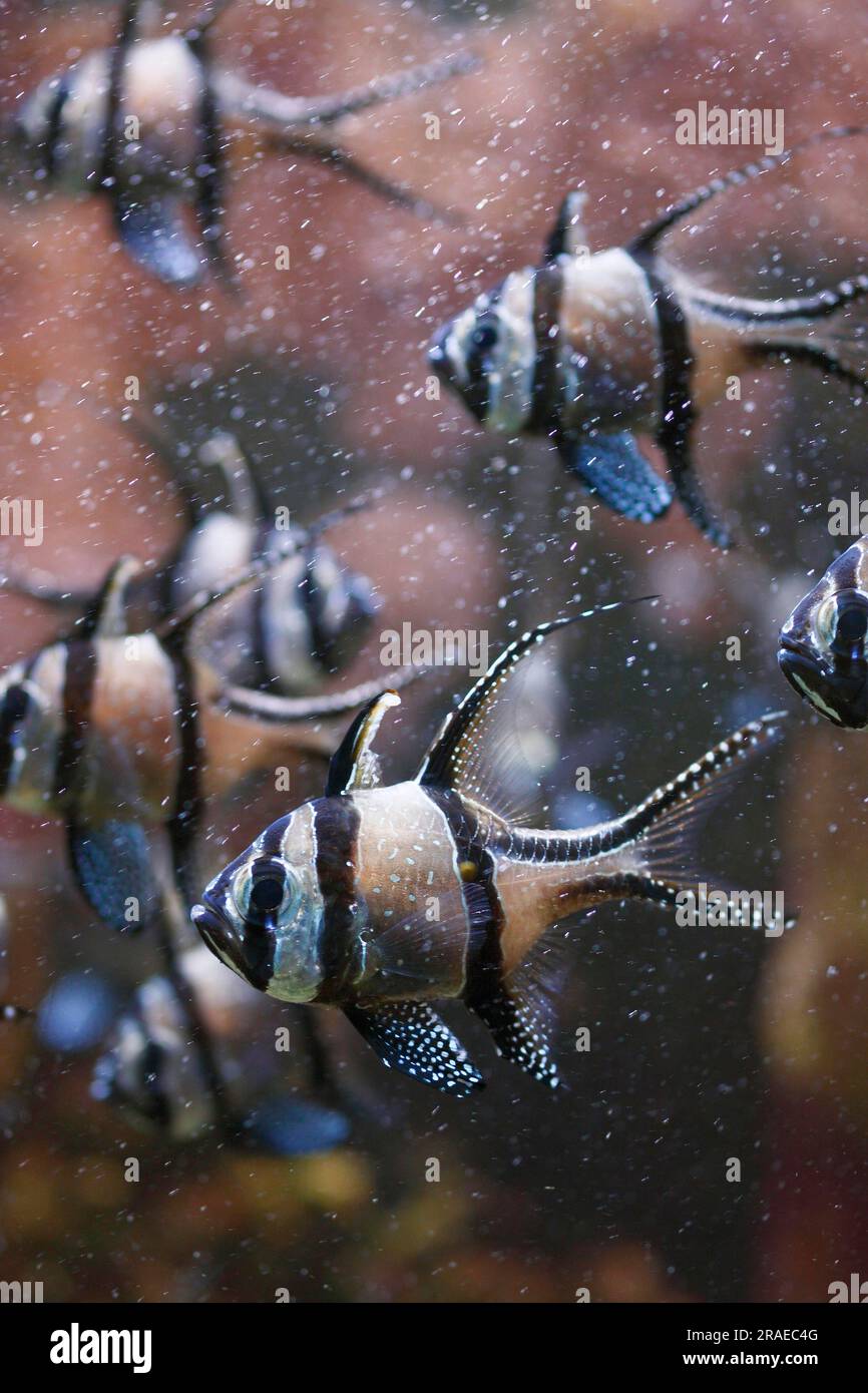 Bangai-Cardinalfish (Pterapogon kauderni Stock Photo - Alamy