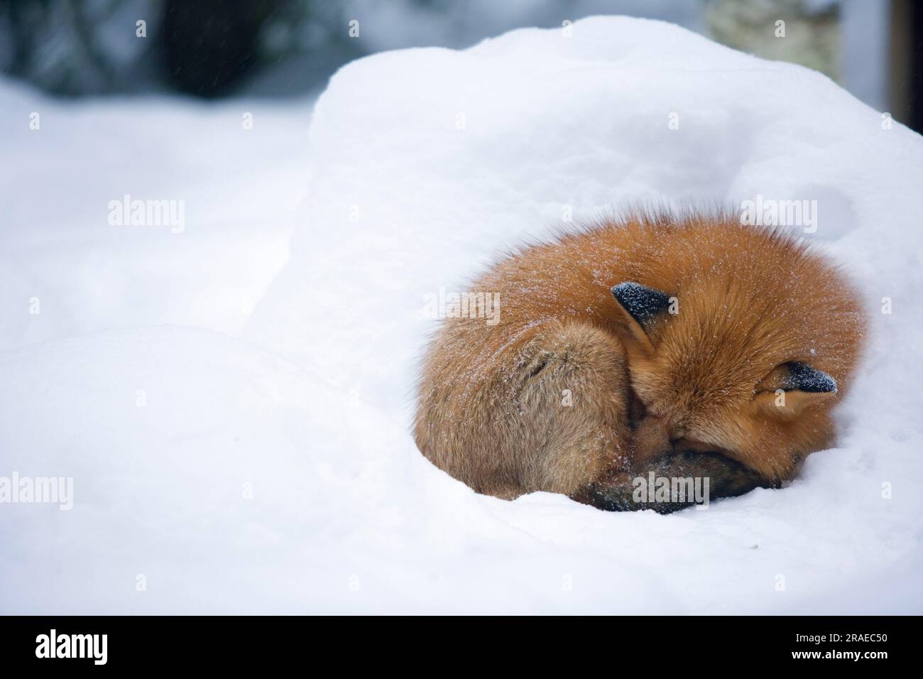 Red Fox (Vulpes vulpes), Finland Stock Photo - Alamy