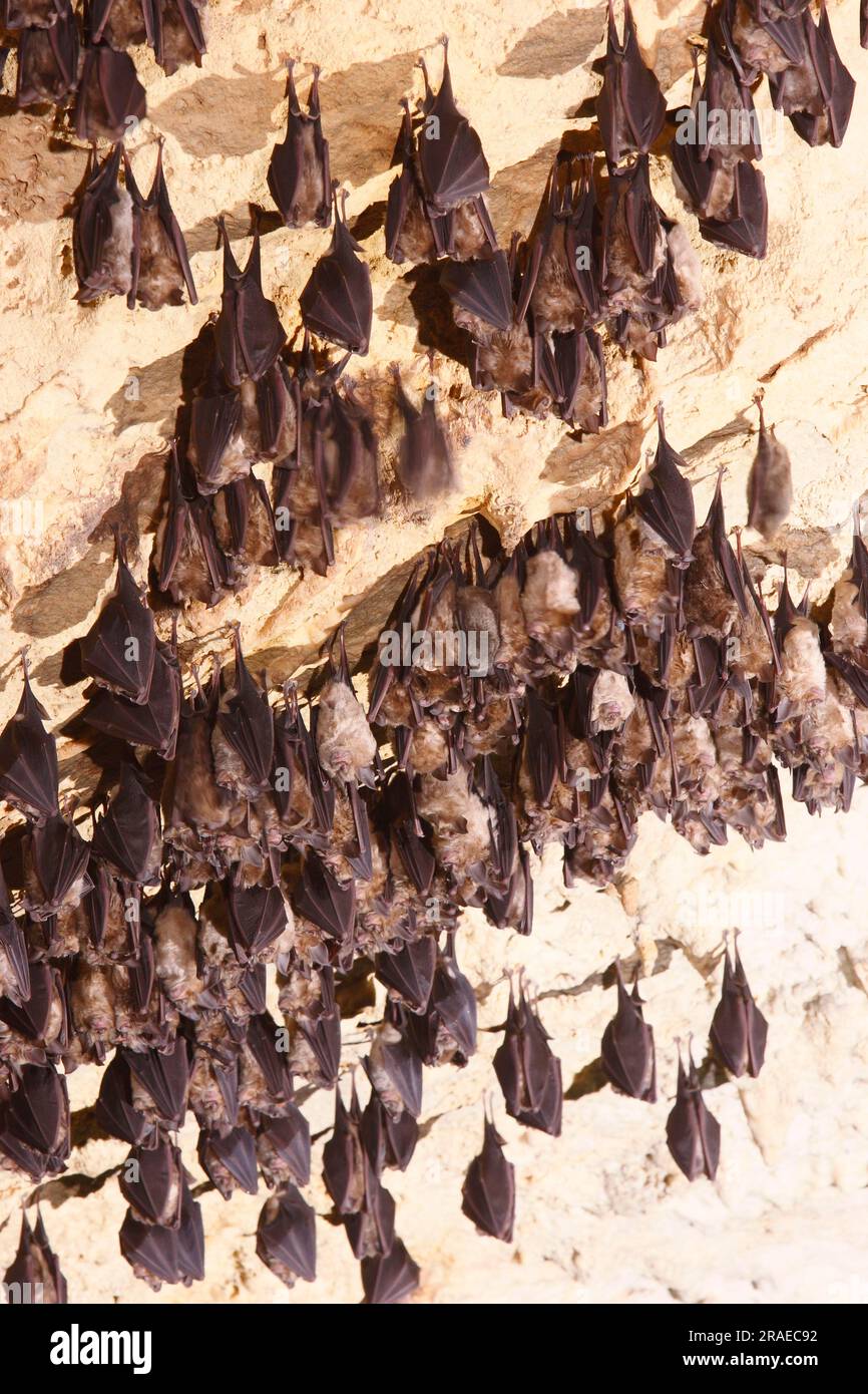 Greater Horseshoe Bats (Rhinolophus ferrumequinum), Grotta Monte Majore ...