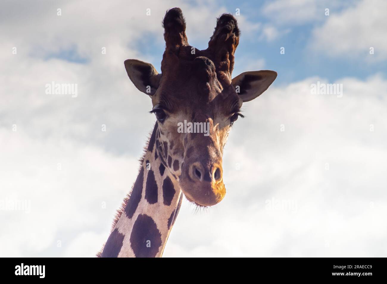 Giraffe adaptations hi-res stock photography and images - Alamy