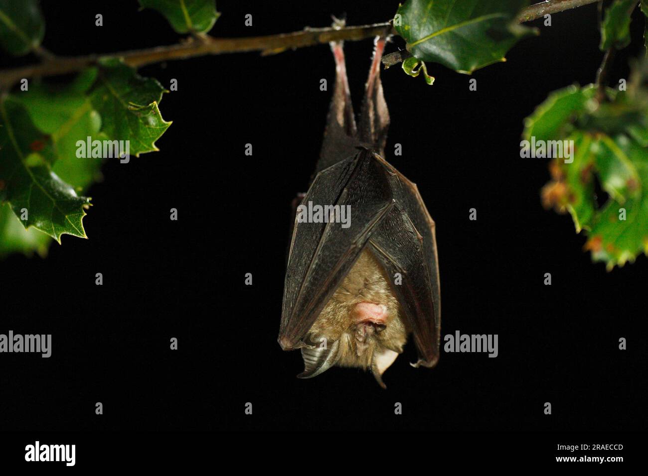 Lesser Horseshoe Bat (Rhinolophus hipposideros), Sardinia, Italy Stock ...