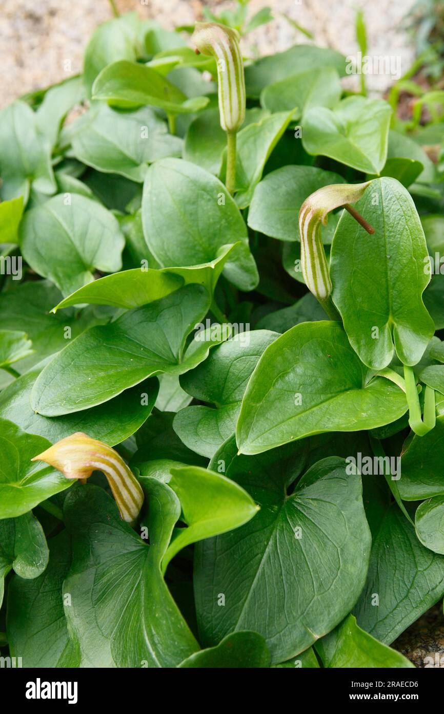 Friars cowl hi-res stock photography and images - Alamy