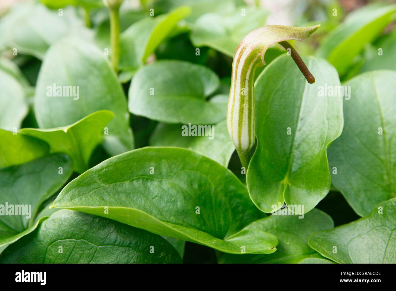 Friar's Cowl (Arisarum vulgare), Sardinia, Italy Stock Photo - Alamy