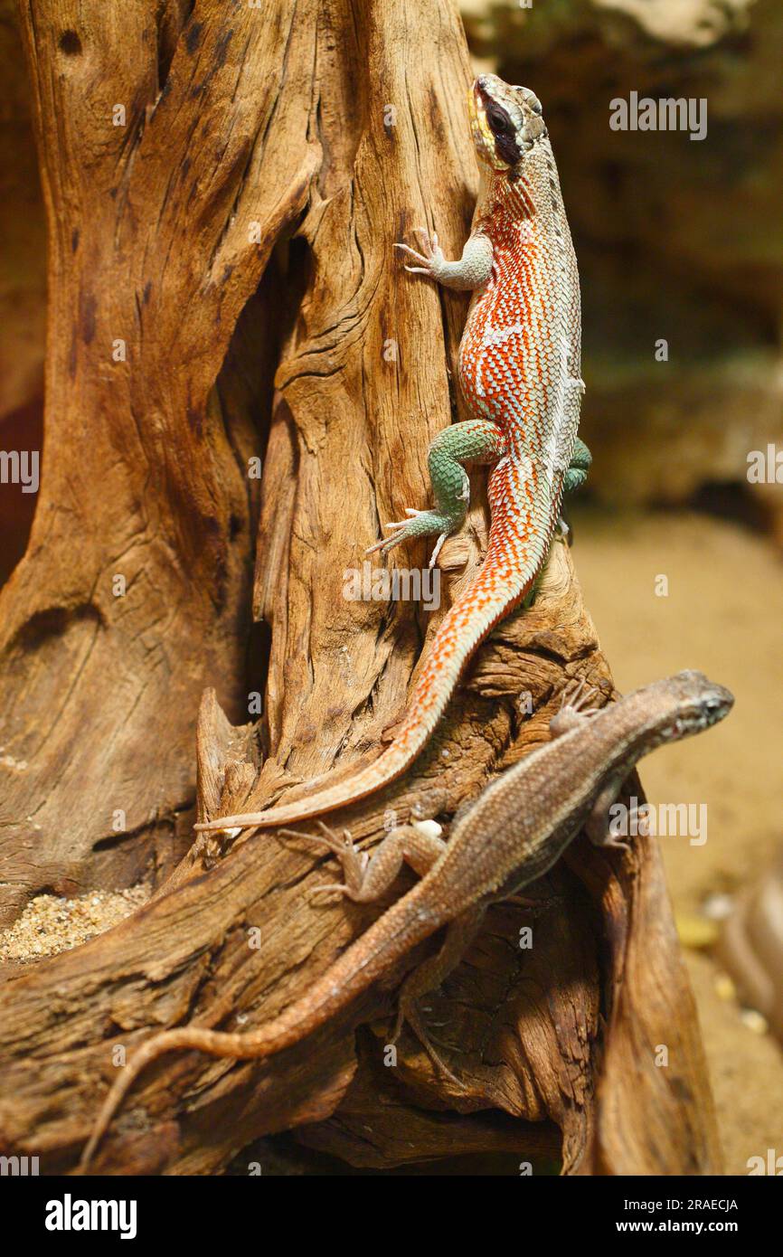 Side-blotched Lizard and Masked Curly-tailed Lizard (Uta stansburiana ...