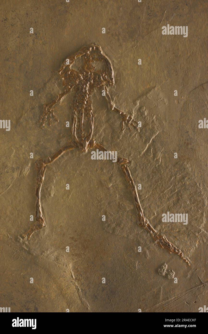 Fossil Frog, Mine Messel, Hesse, Germany (Eopelobates wagneri Stock ...
