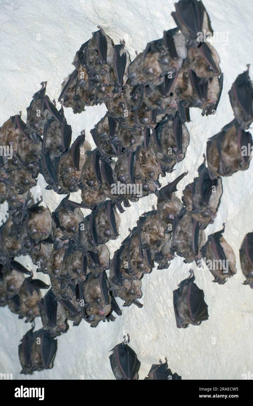 Greater Horseshoe Bats (Rhinolophus ferrumequinum), Grotta su Coloru ...