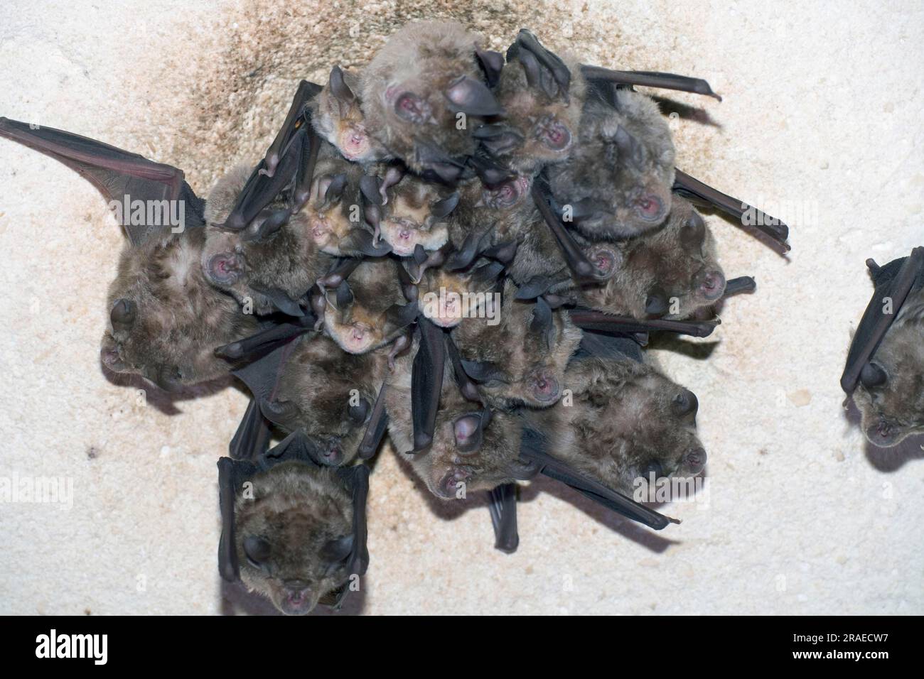 Greater Horseshoe Bats (Rhinolophus ferrumequinum), Grotta su Coloru ...