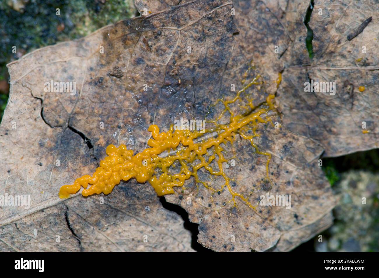 Slime Moulds, fruiting body, Sardinia, Italy (Leocarpus fragilis Stock ...