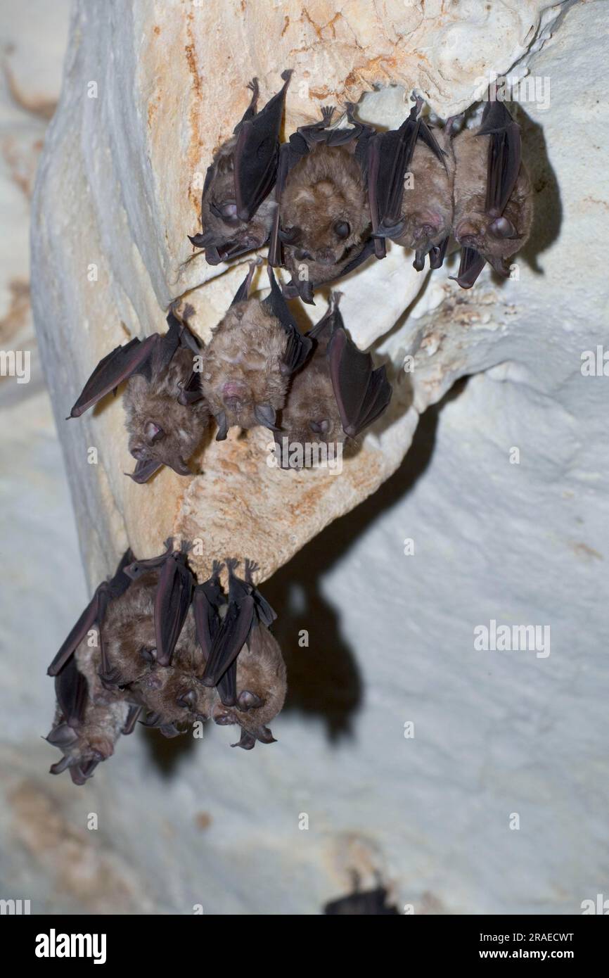 Greater Horseshoe Bats (Rhinolophus ferrumequinum), Grotta su Coloru ...
