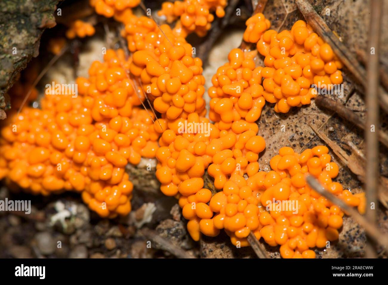 Slime Moulds, fruiting body, Sardinia, Italy (Leocarpus fragilis Stock ...