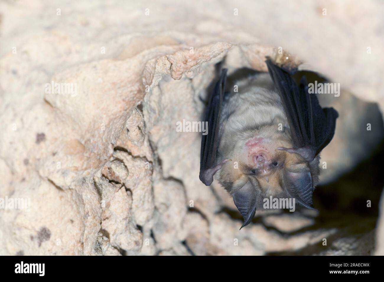 Mehely's Horseshoe Bat (Rhinolophus mehelyi), Grotta su Coloru ...