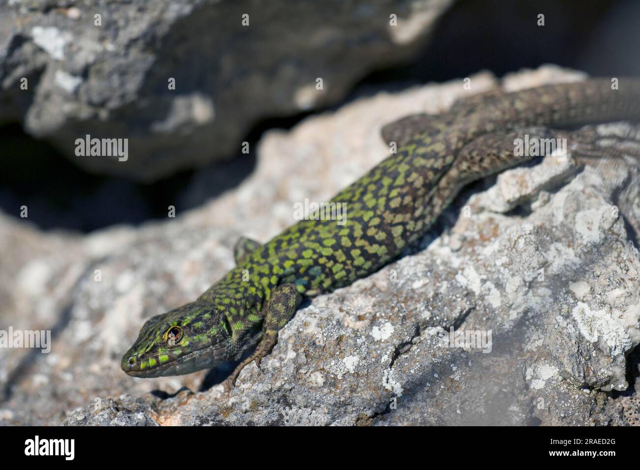 Common lizard sardinia hi-res stock photography and images - Alamy